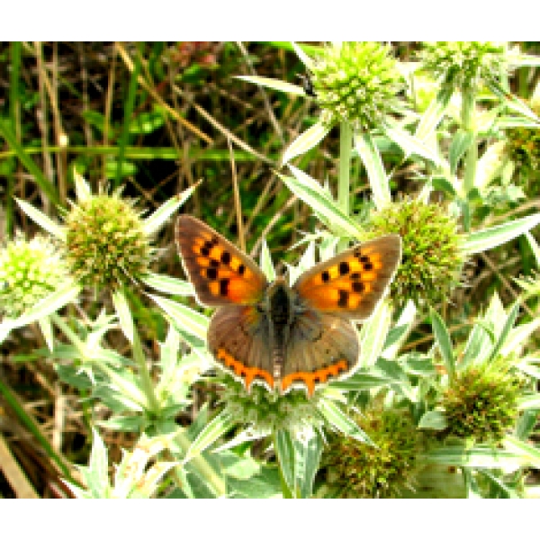 SmallCopper Lycaena phlaeas 10 larvae