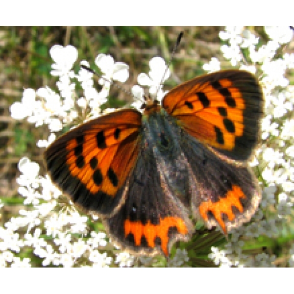 SmallCopper Lycaena phlaeas 10 larvae