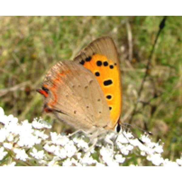 SmallCopper Lycaena phlaeas 10 larvae