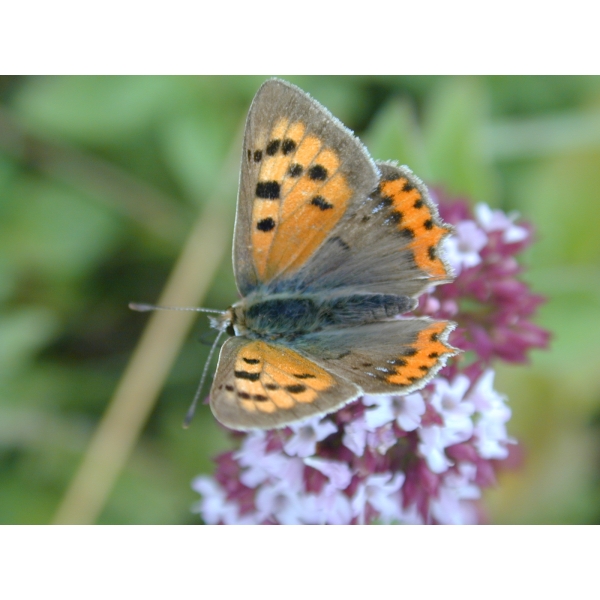 SmallCopper Lycaena phlaeas 10 larvae