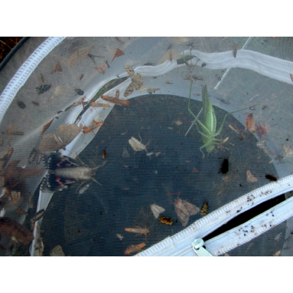 Moonlander Moth Trap with Supports and Goodden GemLight SUPER