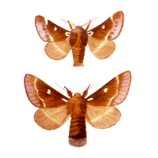 Small Eggar Moth Eriogaster lanestris cocoons