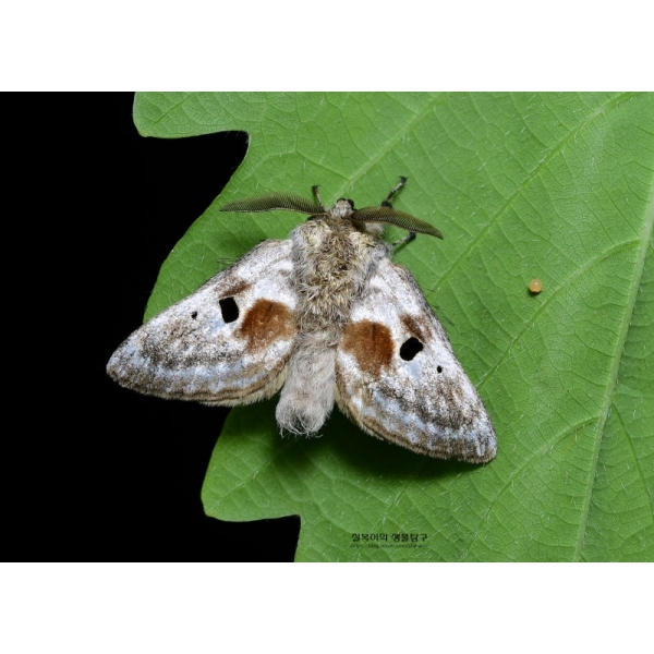 Eastern Glory Moth Mirina christophi Pupae
