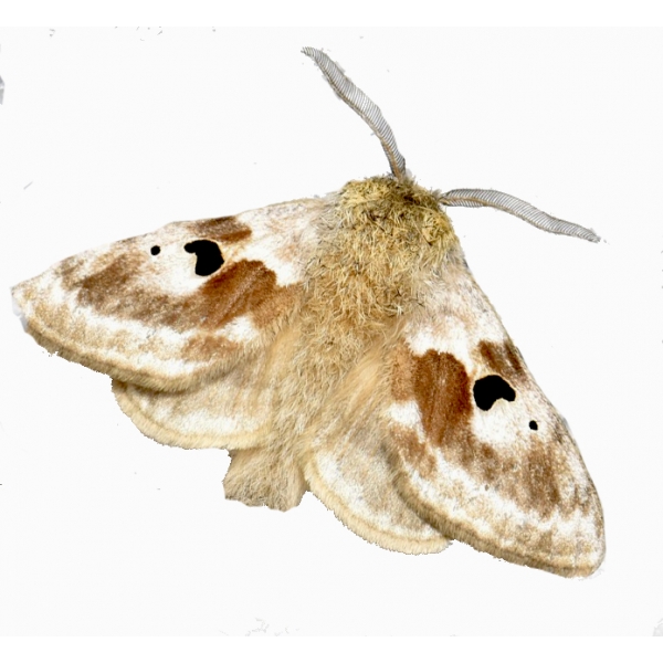 Eastern Glory Moth Mirina christophi 15 eggs
