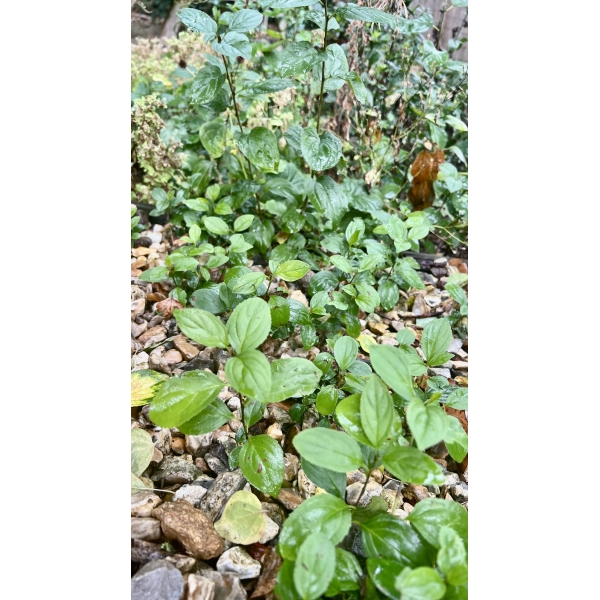 Buckthorn seedlings Rhamnus catharticus