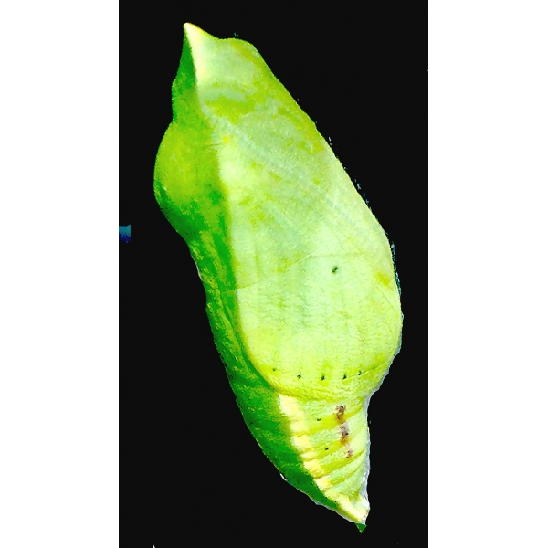 Clouded Yellow Crocea 10 Larvae