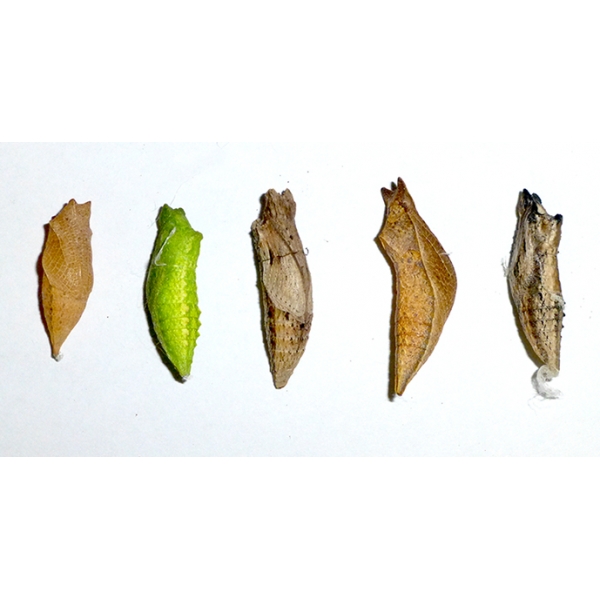 SWALLOWTAIL BUTTERFLY pupae collection of five