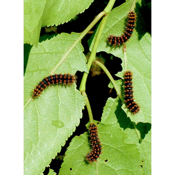 Giant Peacock Moth pyri Cocoons