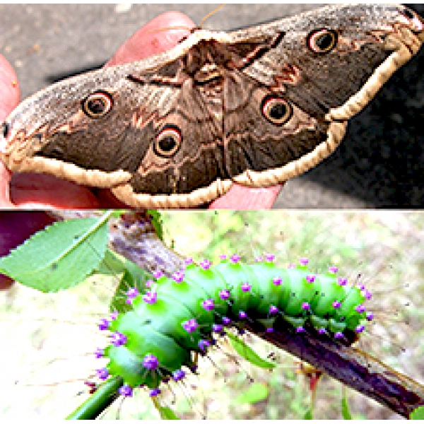 Giant Peacock Moth pyri Cocoons